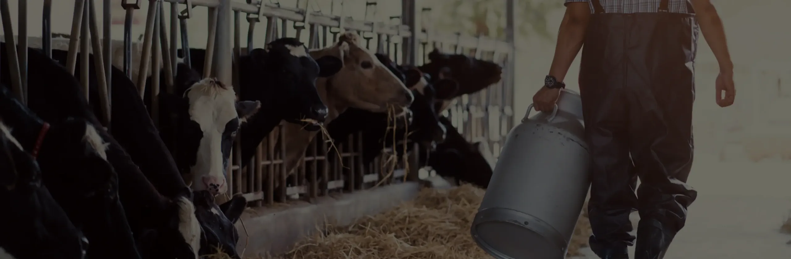 About Us | Dairy Direct for Quality Milk Results