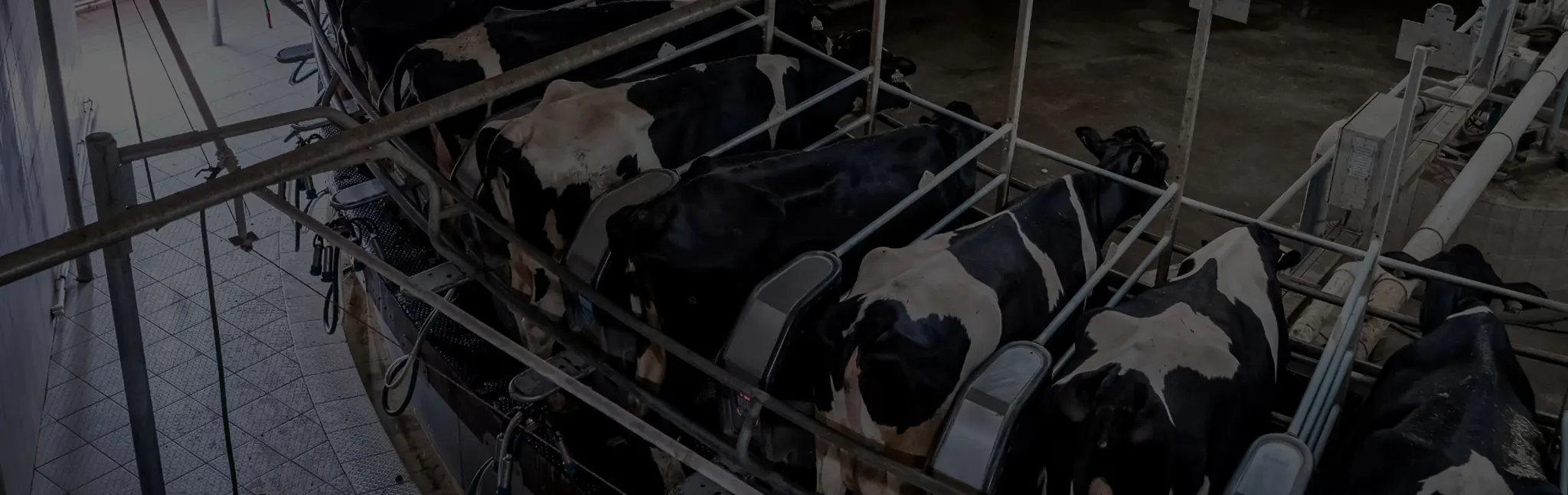 How to Choose a Teat Spray | Dairy Direct