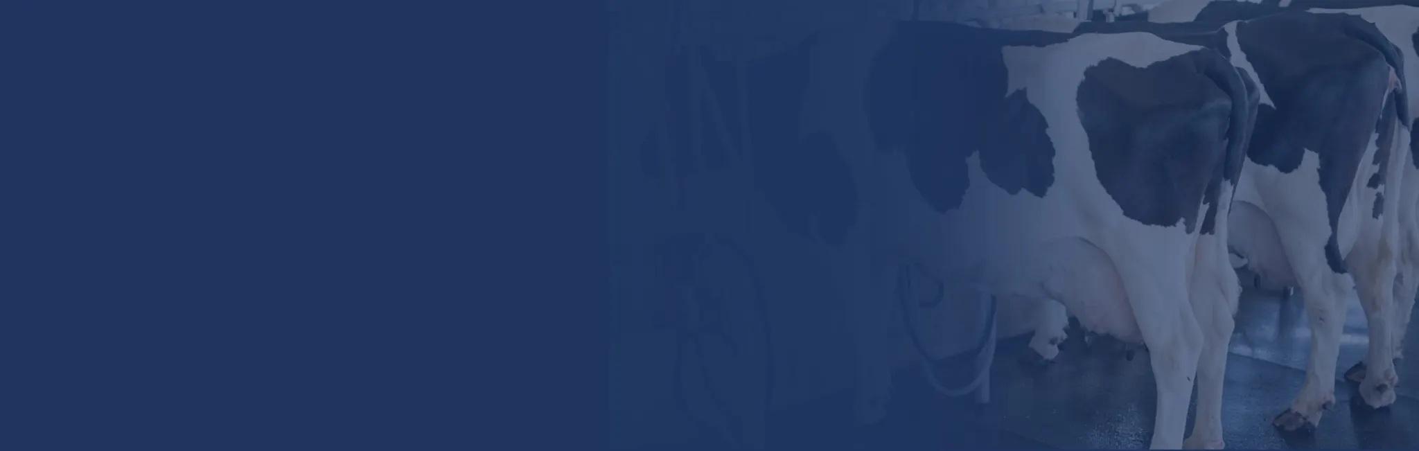 Teat Disinfection Products For Healthy Udders | Dairy Direct